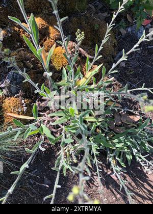 western hawkweed (Hieracium scouleri) Plantae Stock Photo - Alamy