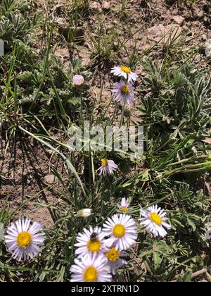 Subalpine Fleabane (Erigeron glacialis glacialis), Plantae, Gold Lake ...
