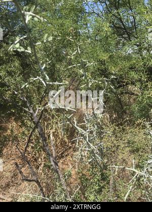 lotebush (Condaliopsis obtusifolia) Plantae Stock Photo - Alamy