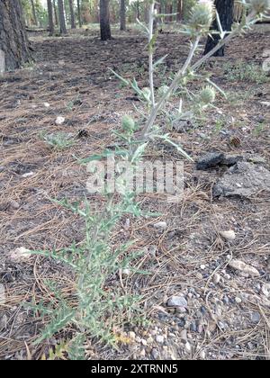 Wheeler's thistle (Cirsium wheeleri) Plantae Stock Photo - Alamy