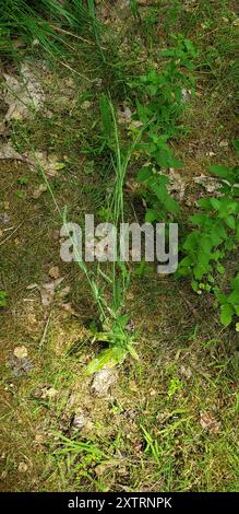 Tower Mustard (Turritis glabra) Plantae Stock Photo - Alamy