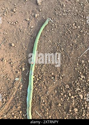 Green Water Snake (Philothamnus hoplogaster) Reptilia Stock Photo - Alamy