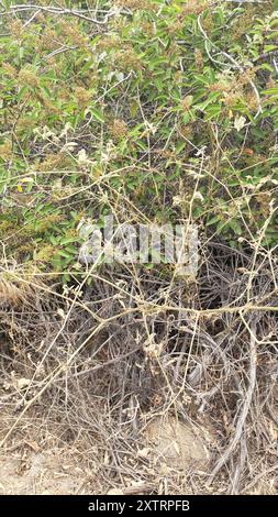 nightshades (Solanum) Plantae Stock Photo - Alamy