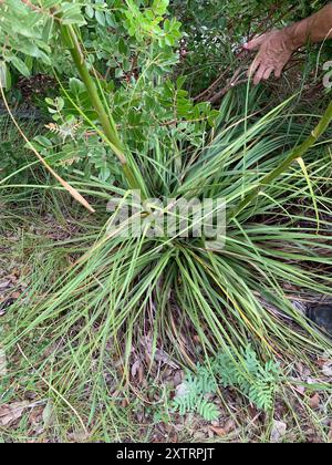 Devil's Shoestring (Nolina lindheimeriana) Plantae Stock Photo - Alamy