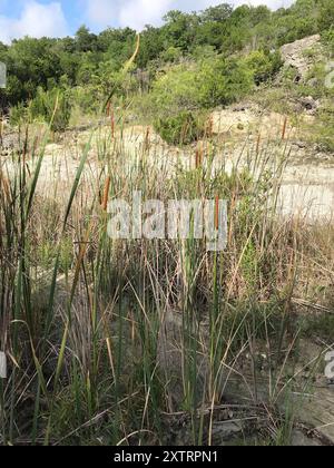southern cattail (Typha domingensis) Plantae Stock Photo - Alamy