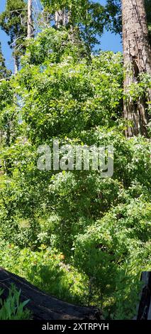 Shamel Ash (Fraxinus uhdei) Plantae Stock Photo - Alamy
