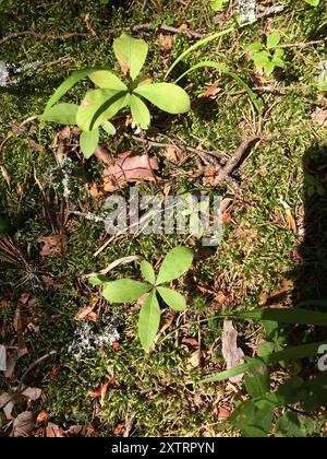 Arctic Starflower (Lysimachia europaea) Plantae Stock Photo - Alamy