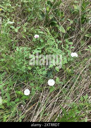 Texas bindweed (Convolvulus equitans) Plantae Stock Photo - Alamy