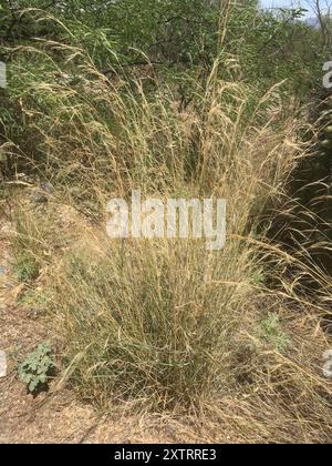 Purple Threeawn (Aristida purpurea), Plantae, Grand Canyon - Parashant ...