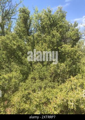 lotebush (Condaliopsis obtusifolia) Plantae Stock Photo - Alamy