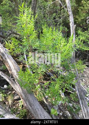 Prairie flameleaf sumac (Rhus lanceolata) Plantae Stock Photo - Alamy