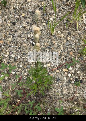 Cutleaf Anemone (Anemone multifida) Plantae Stock Photo - Alamy