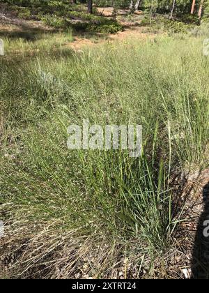 Sand Ricegrass (Eriocoma hymenoides) Plantae Stock Photo - Alamy