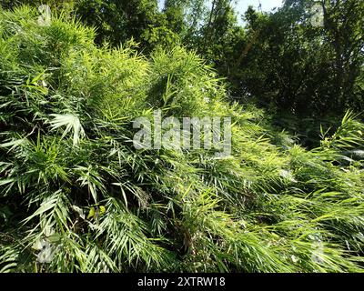 (Arundo formosana) Plantae Stock Photo - Alamy
