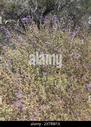 Cleveland Sage (Salvia clevelandii) Plantae Stock Photo - Alamy