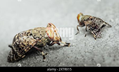 Macro photography of a signal fly standing on the ground showing its ...