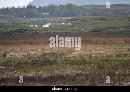 Hen Harrier hunting over rough grass Stock Photo - Alamy