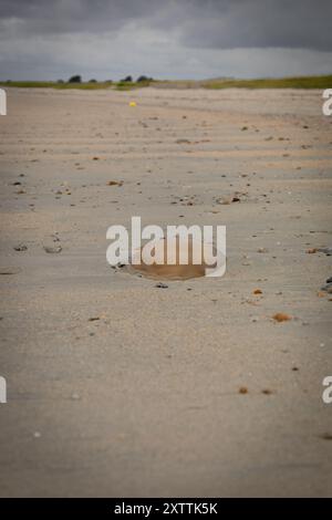 jellyfish on the sea shore at low tide Stock Photo - Alamy