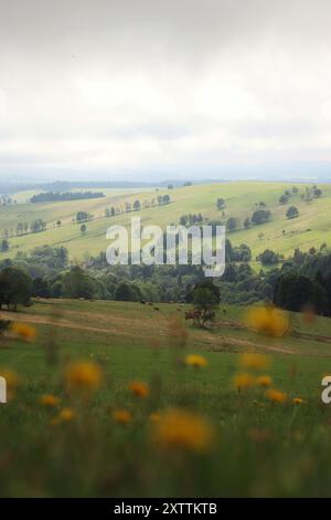 Cows grazing, flowers in the foreground , Cattle, Flowers, Tichnor ...