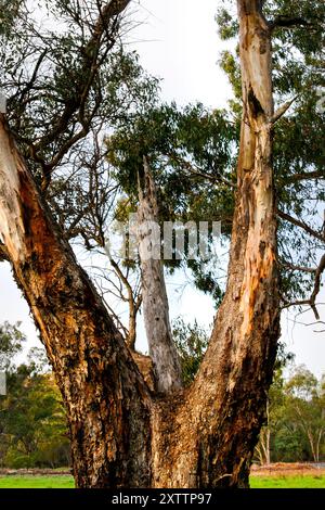 Detail of eucalyptus gum tree , Cobblers Pool, Toodyay, Western ...