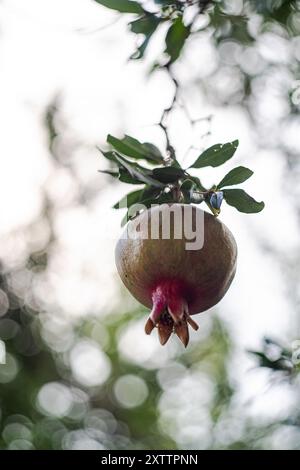 Fruit of a pomegranate on a branch of bush. Sithonia Peninsula Stock ...