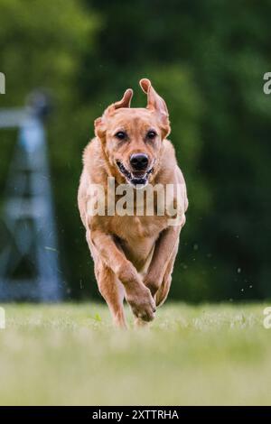 Labrador Retriever Lab Running Lure Course Dog Sport Stock Photo - Alamy