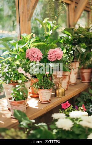 Potted hortensia in hothouse Stock Photo - Alamy