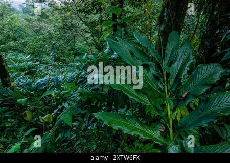 Cardamom plantation in tropical rainforest, Lancetillo, La Parroquia ...