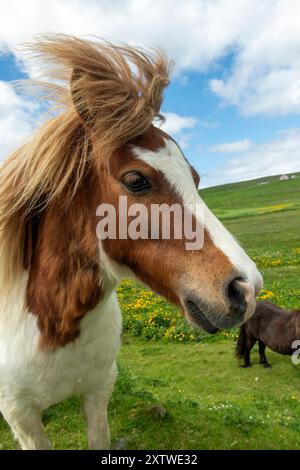 Shetland ponies grazing on windswept moorland—iconic native breed ...