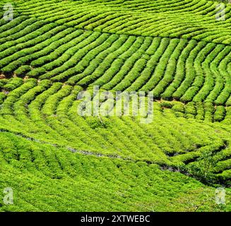 Farm field with rows of young fresh green salad lettuce plants growing ...