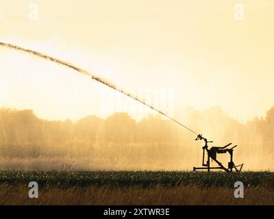 Rain gun irrigation system watering a potato crop, Aldreth ...
