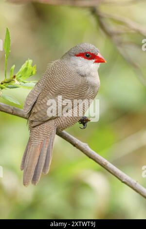 Wave-astrild, (Estrolda astrild), family of the splendid finches ...