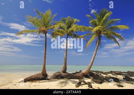 Africa, Island Madagascar, Three palm trees on the beach, blue sky ...