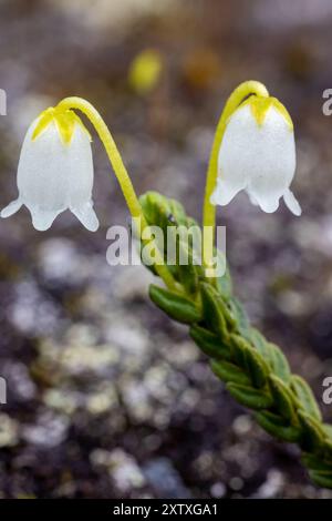White Arctic Bell-heather, Cassiope Tetragona, Spitzbergen, Svalbard ...