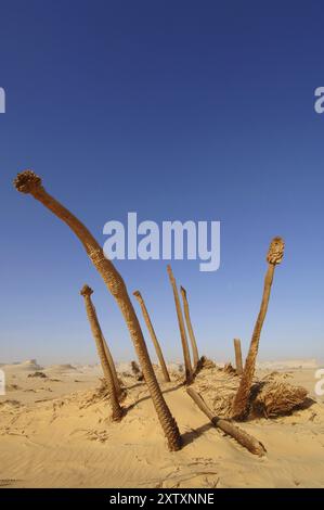 Africa, Madagascar, Flowering desert cactus, Cactus, Hoodie, Namibia ...