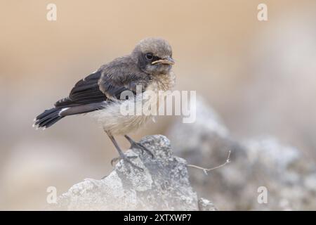 Arabian wheatear, Arabian wheatear, (Oenanthe lugentoide, Middle East ...