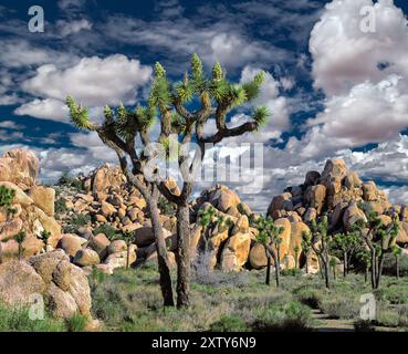 Joshua trees blooming in Joshua Tree National Park, California, USA ...