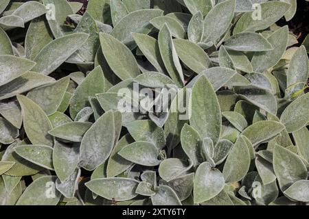 Silvery leaves of a the lamb's ear (Stachys byzantina, Stachys lanata ...