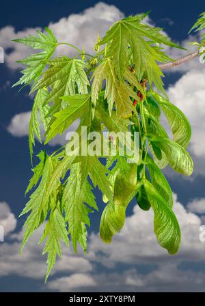 SILVER MAPLE SEED (ACER SACCHARINUM) / STUDIO Stock Photo - Alamy