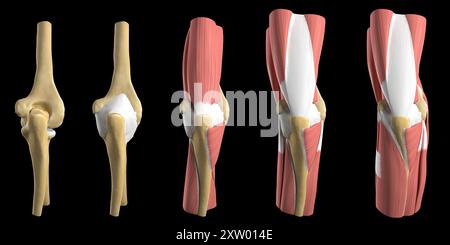 Illustration of the different anatomical layers of the human elbow ...