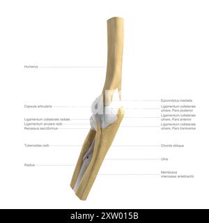 Illustration of the elbow joint. This medial view labelled illustration ...