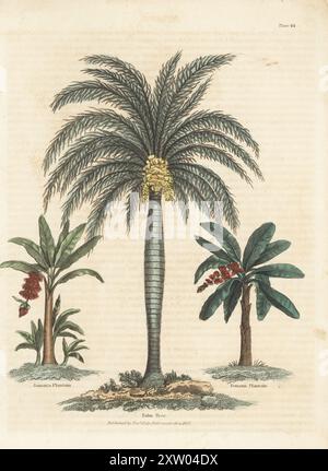 Banana (Musa paradisiaca) palm in bloom, Sydney Botanical Gardens ...