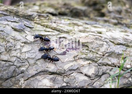 Three big black carpenter ant (Camponotus) on a tree bark searching for ...