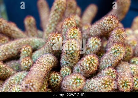 Mammillaria elongata cactus at the Warsaw University Botanical Gardens ...