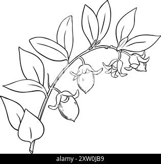 Jojoba outline vector drawing. Seeds and nuts on branch black and white ...