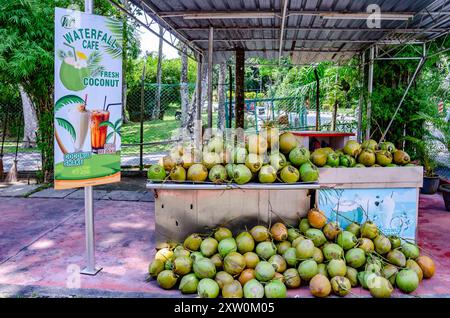 Fresh coconuts stacked up at a stall in Penang, Malaysia Stock Photo ...