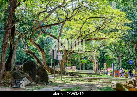 Old trees with twisted branches provide dappled shade in The Penang ...