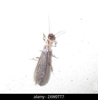 Webspinners (Embioptera) Insecta Stock Photo - Alamy