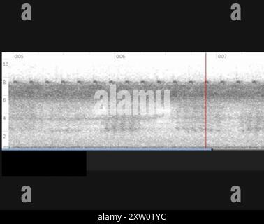 Tinkling Ground Cricket (Allonemobius tinnulus) Insecta Stock Photo - Alamy