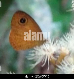 Common Fijian Ringlet (Ypthima sesara) Insecta Stock Photo - Alamy